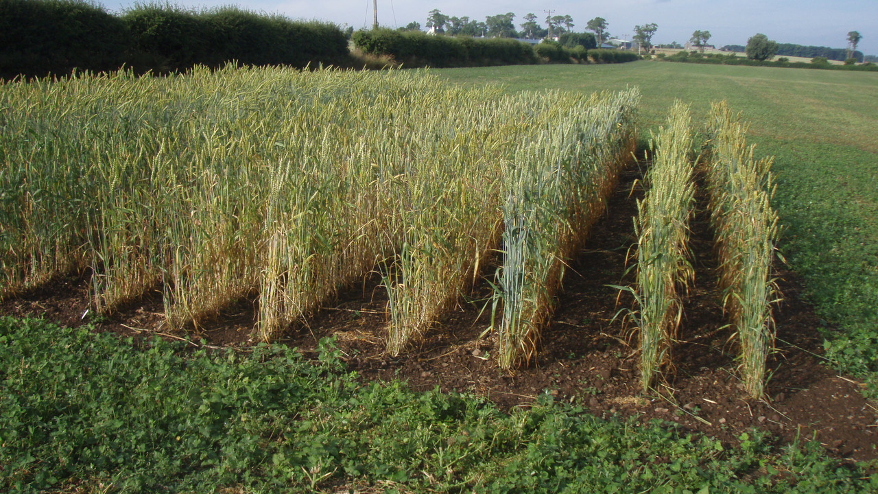 People's Plant Breeding - trial plot sowing - Buy tickets